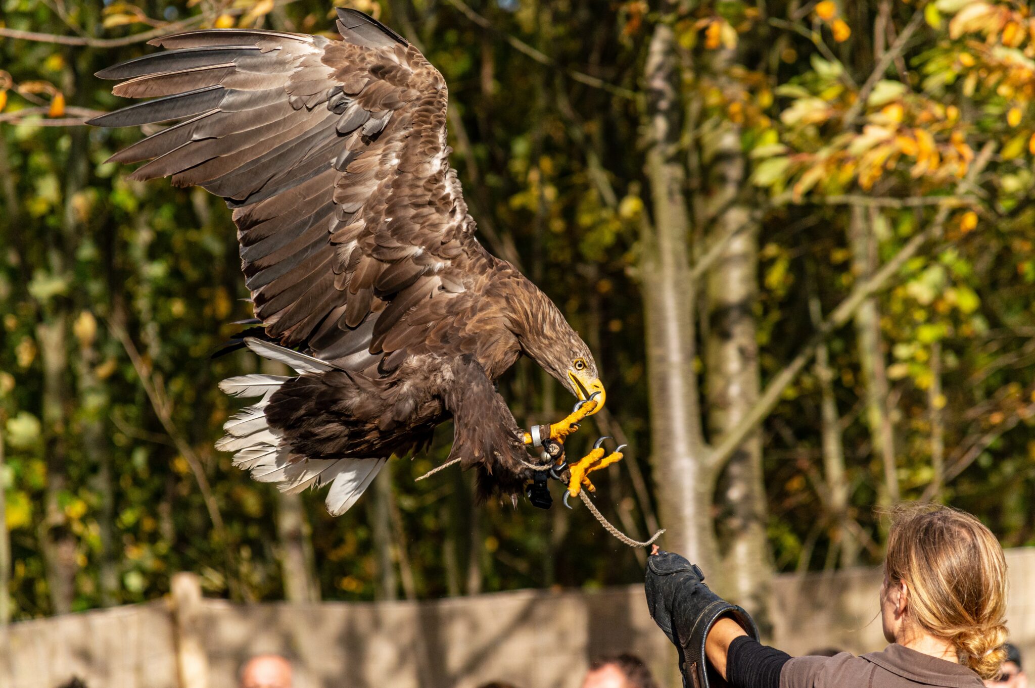 What is Falconry? | Broadmoor Outfitters