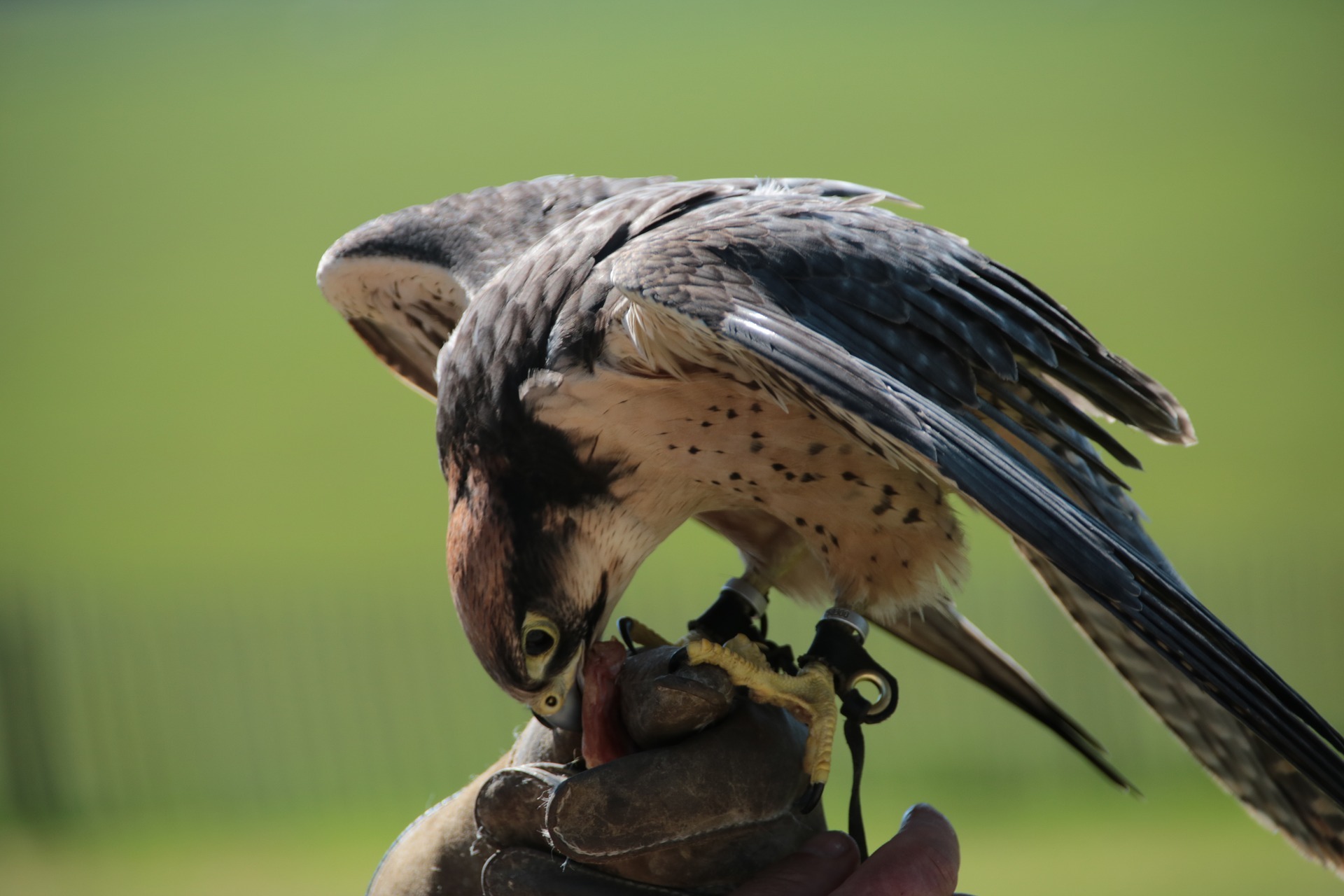 What is Falconry? | Broadmoor Outfitters