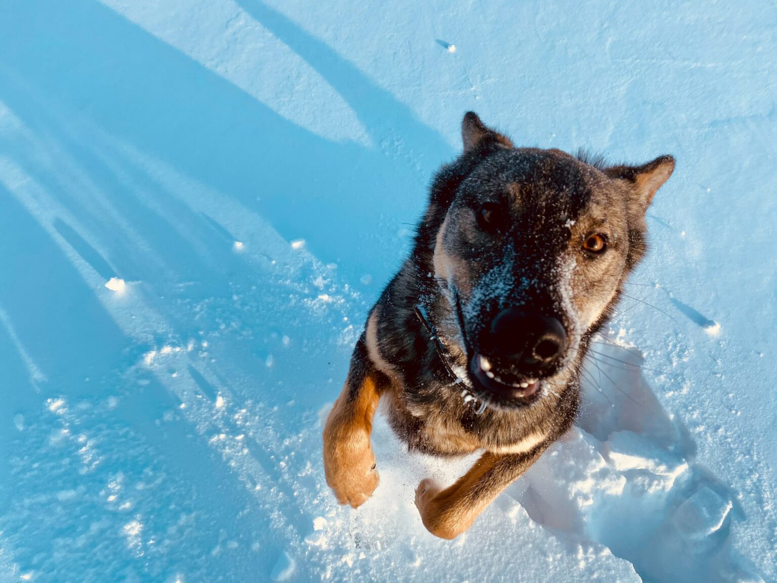 Hiking with your Dog in the Winter | Broadmoor Outfitters