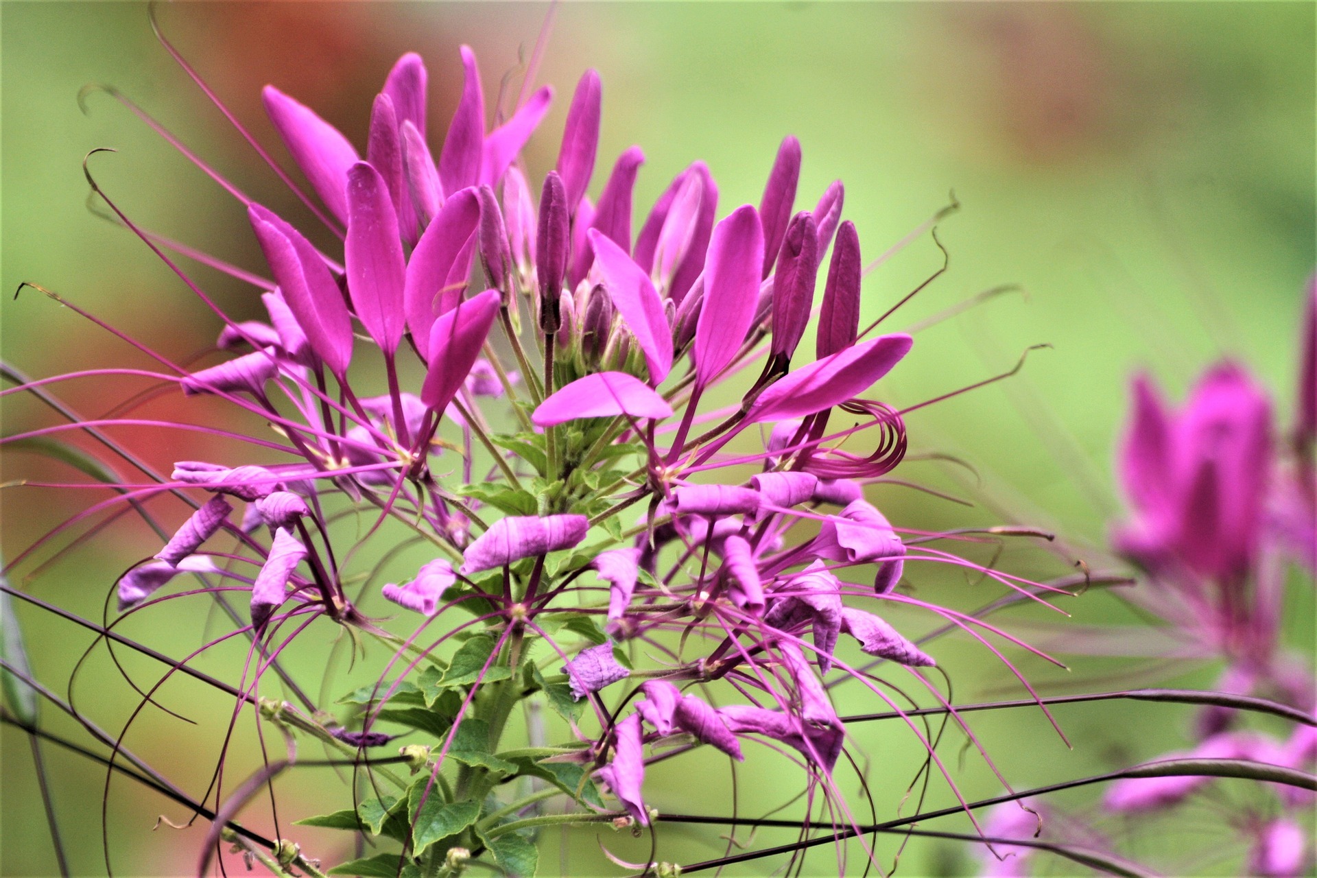 Colorado Wildflower Guide – Spring