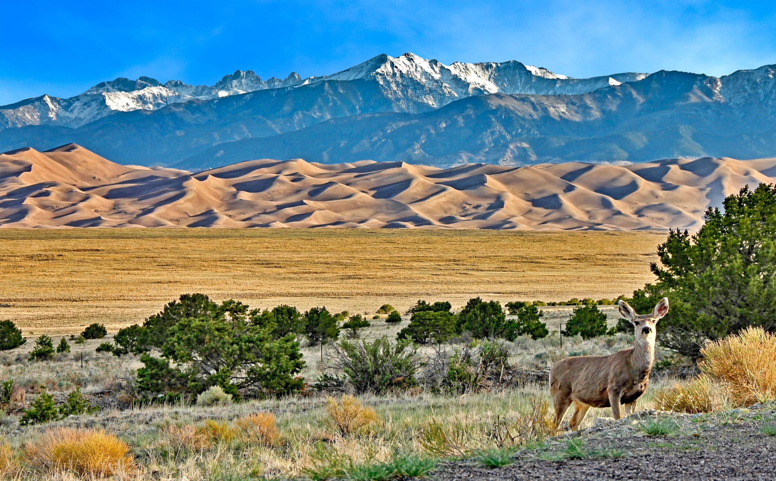 Great Sand Dunes National Park: A Colorado Wonder