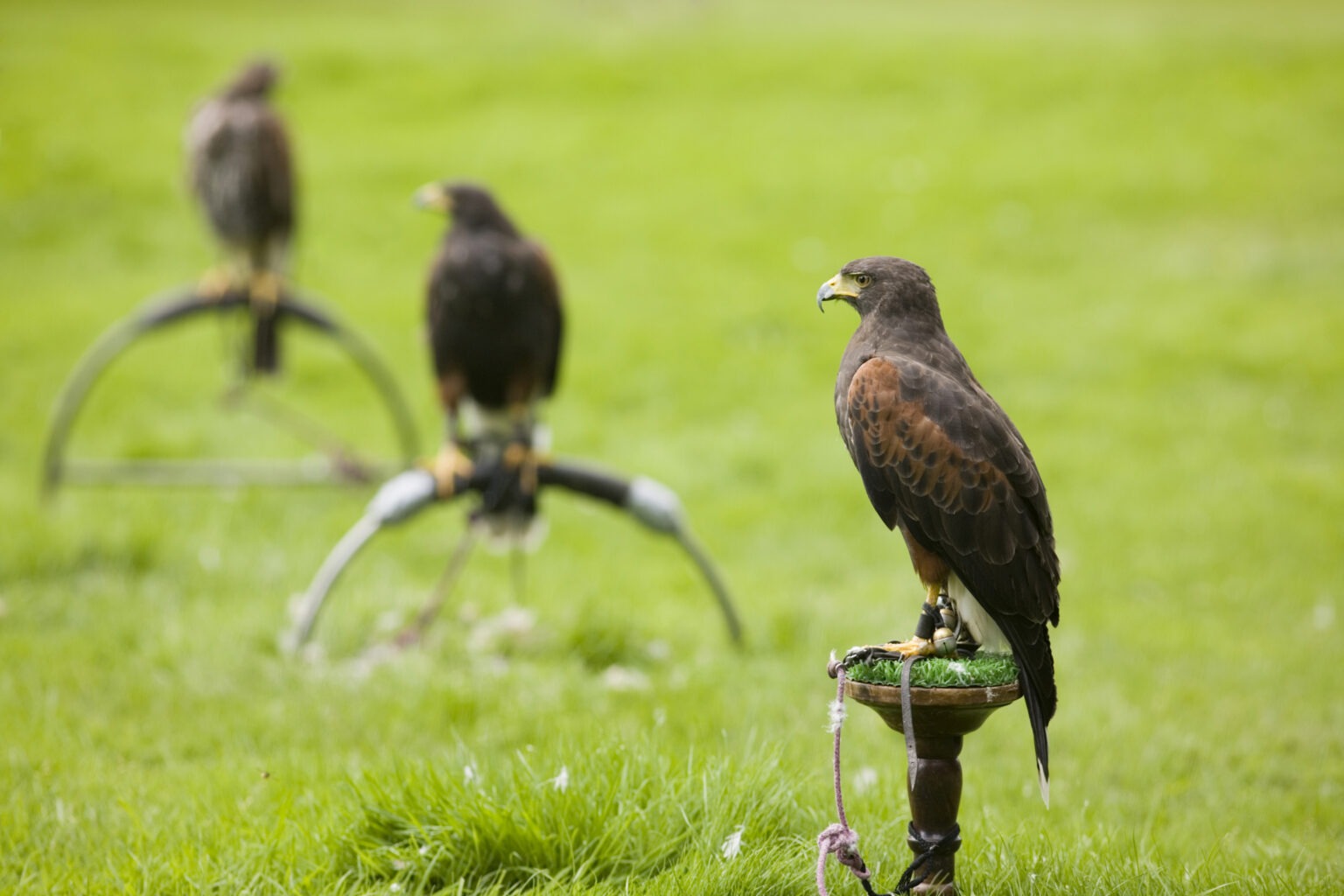How to Get Started with Falconry: A Beginner’s Guide